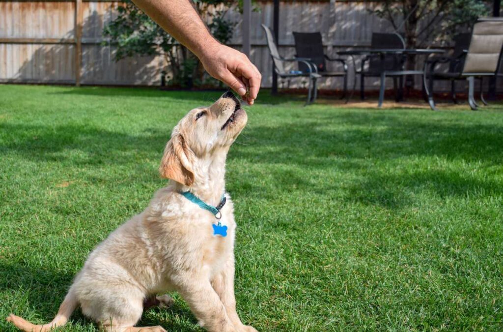 Rasa psa west: Charakterystyka, pielęgnacja i cechy tej popularnej rasy ...