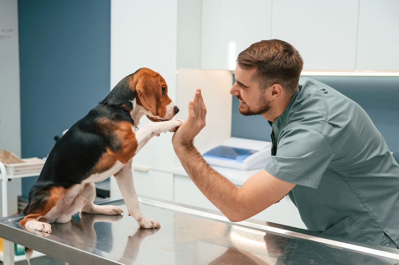 Papillon - Rasa psa o uroczym wyglądzie i żywym charakterze | Pies.org.pl